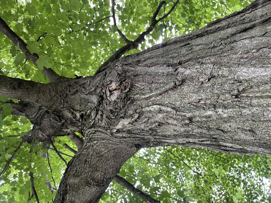 Black Maple | CMP Tree Selection Tool